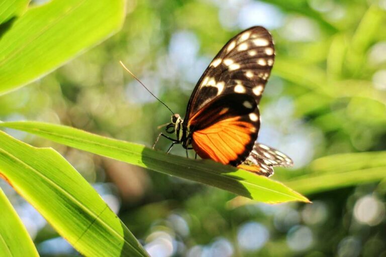 Discover Butterfly Wonderland in Phoenix: A Rainforest Adventure Awaits ...